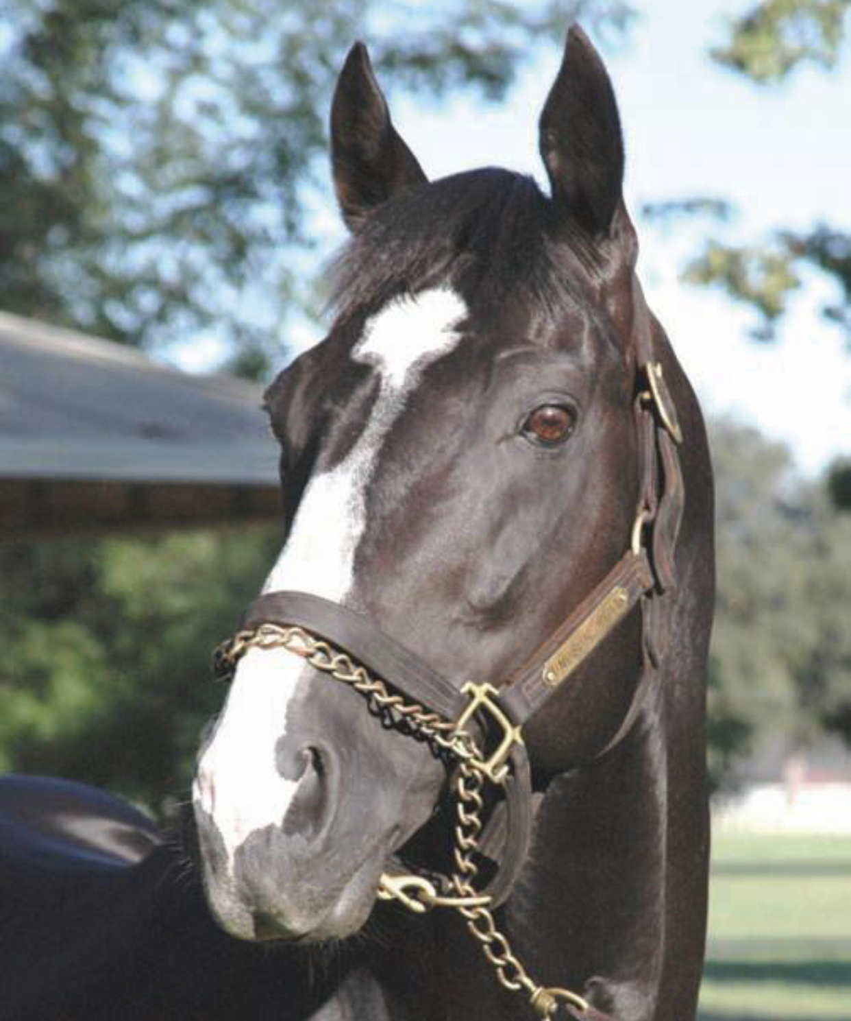 Stallion Dynasties: Unusual Heat - Past The Wire